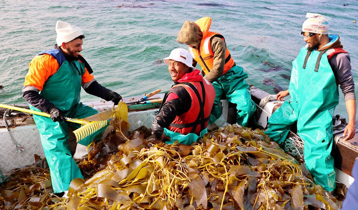 The Untapped Potential of Seaweed